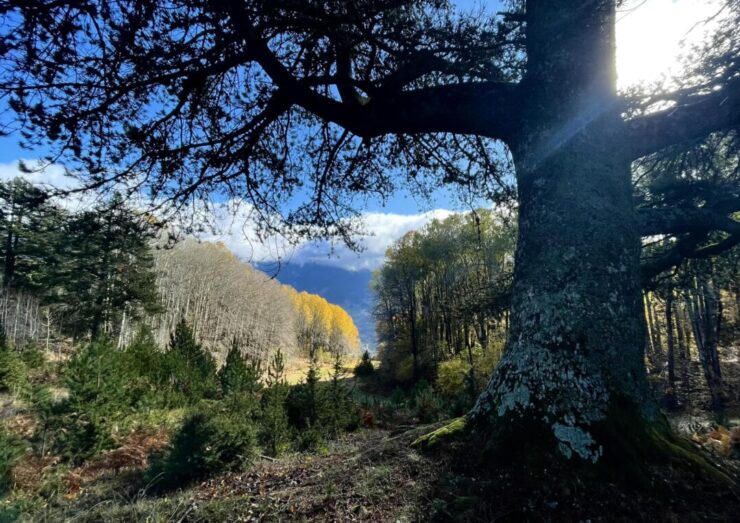 Metsovo | The compelling charm of a traditional Epirus town - Greek ...