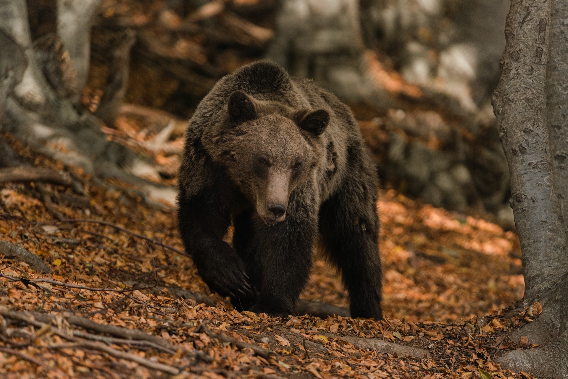 ARCTUROS : The Greek NGO that has been protecting the brown bear and ...