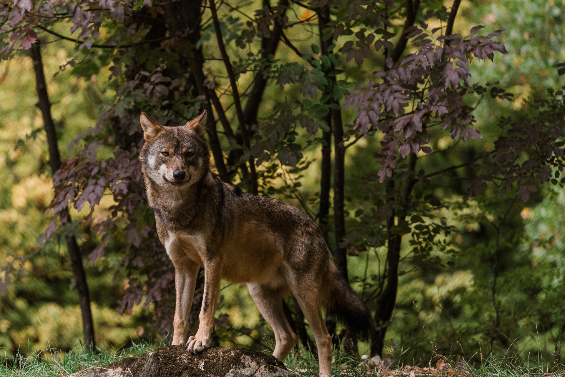 ARCTUROS : The Greek NGO that has been protecting the brown bear and ...