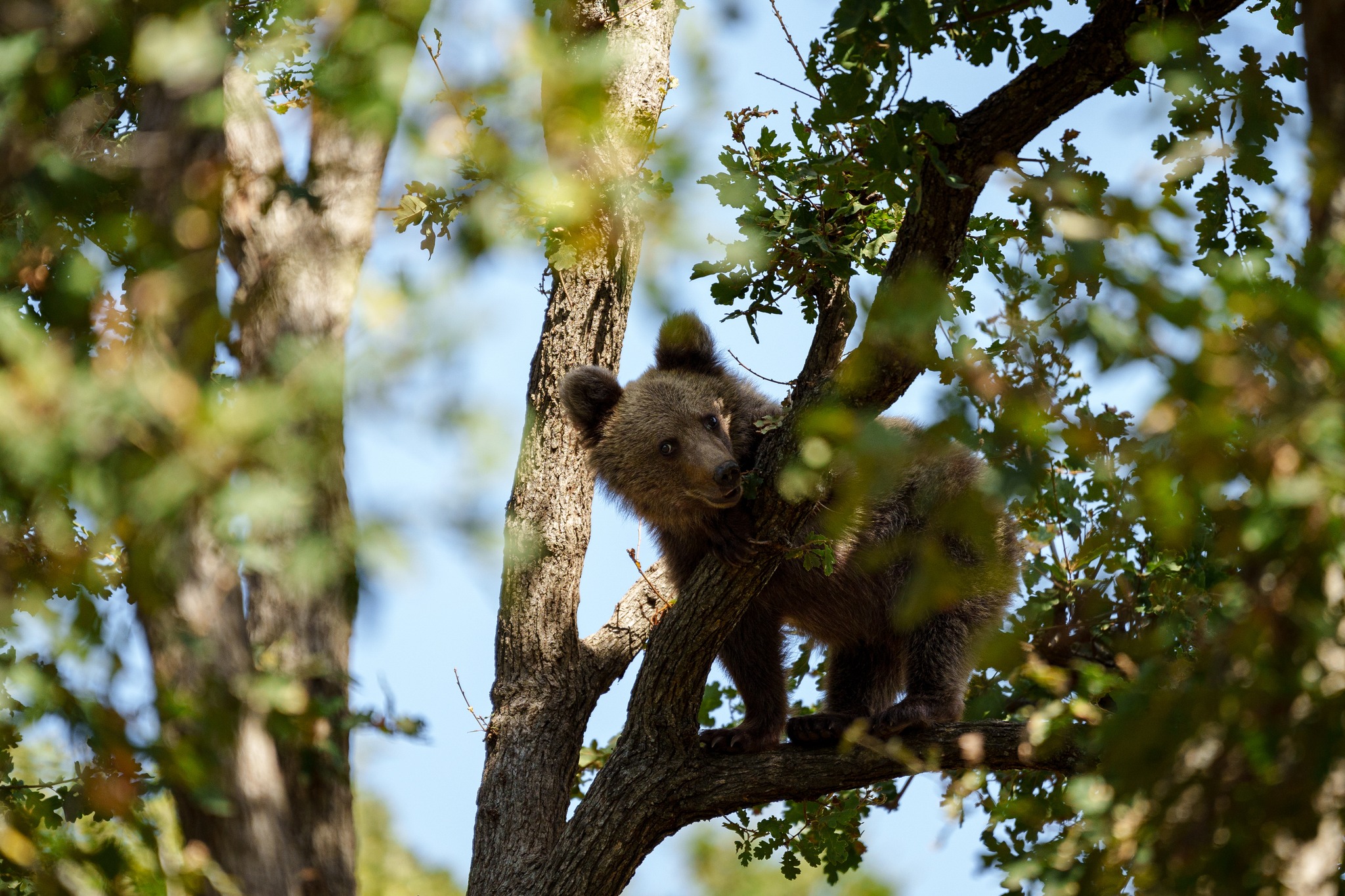 ARCTUROS : The Greek NGO that has been protecting the brown bear and ...