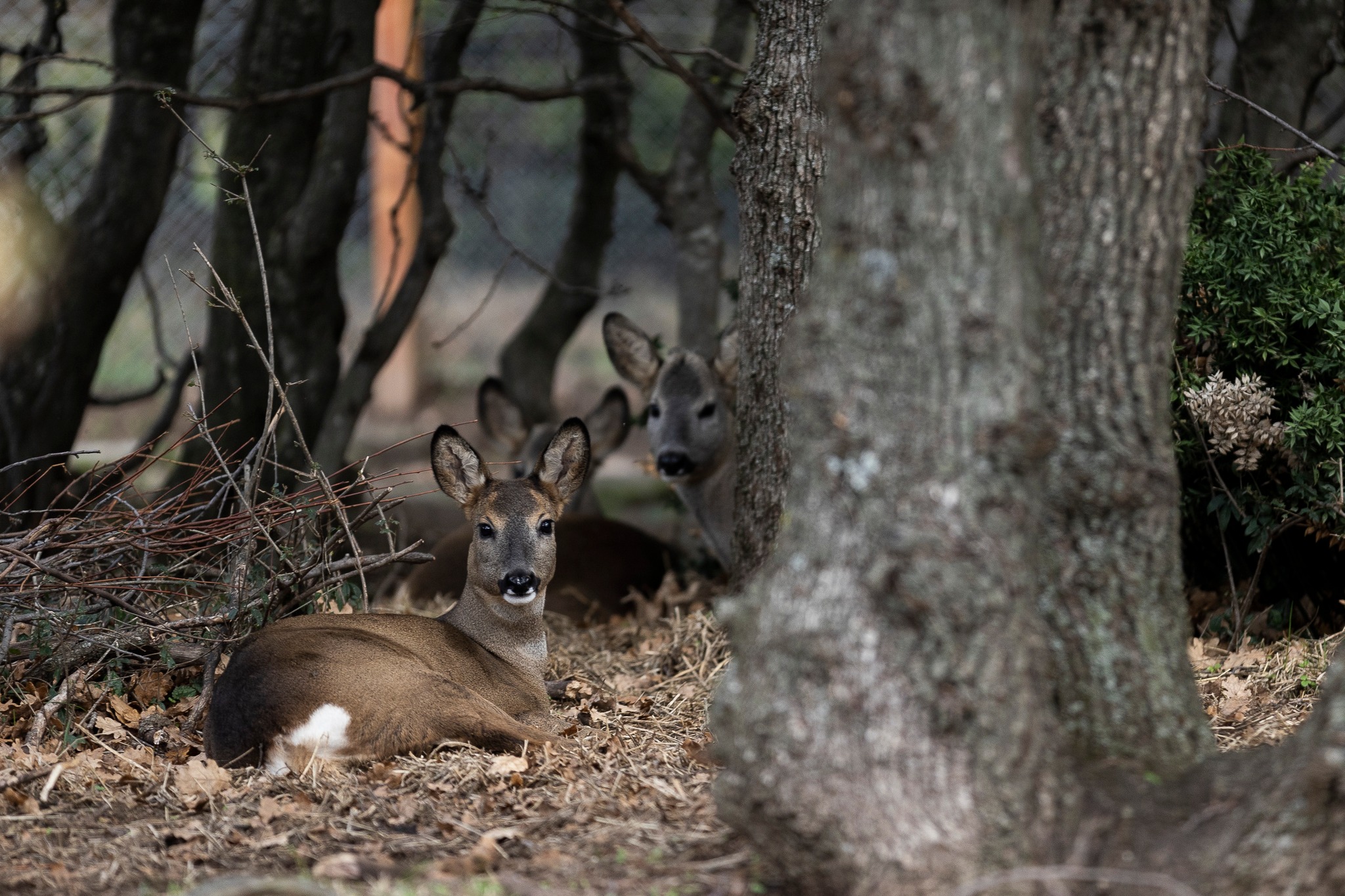 ARCTUROS : The Greek NGO that has been protecting the brown bear and ...