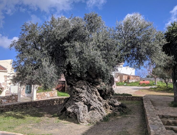 Olive trees: Greece’s treasure - Greek News Agenda