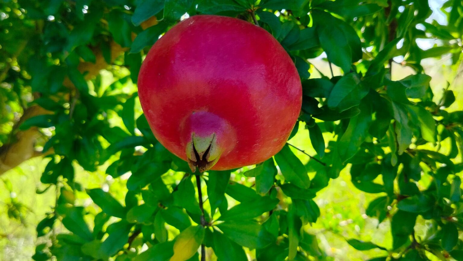 The Pomegranate: A Fruit Deeply Rooted in Greek Tradition - Greek News ...