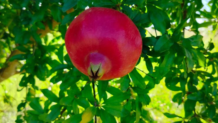 The Pomegranate: A Fruit Deeply Rooted in Greek Tradition - Greek News ...